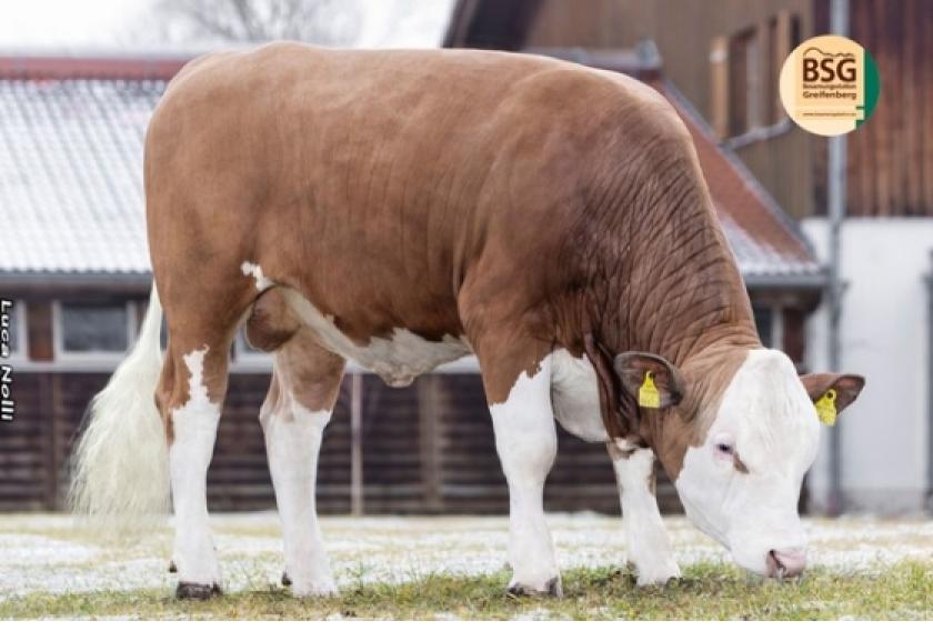 Simmental France - Organisme et entreprise de sélection de la race ...