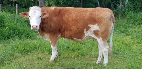 Simmental France - Organisme et entreprise de sélection de la race ...