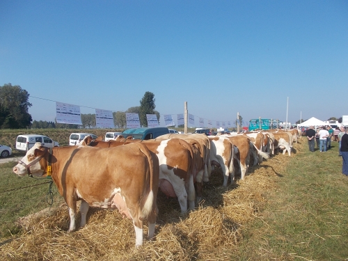Simmental France - Organisme et entreprise de sélection de la race ...