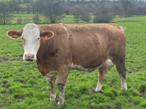 Simmental France - Organisme et entreprise de sélection de la race ...