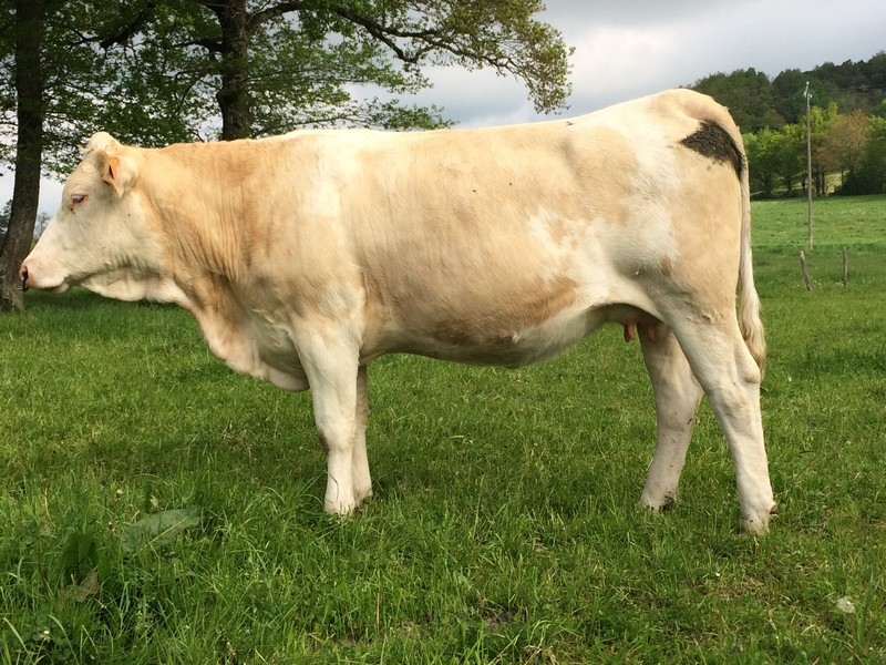 Simmental France | Fiche Animal