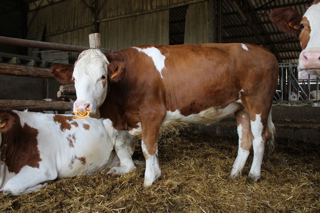 Simmental France | Fiche Animal