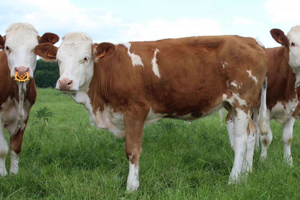 Simmental France | Fiche Animal