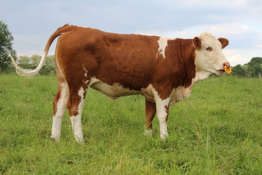 Simmental France | Fiche Animal