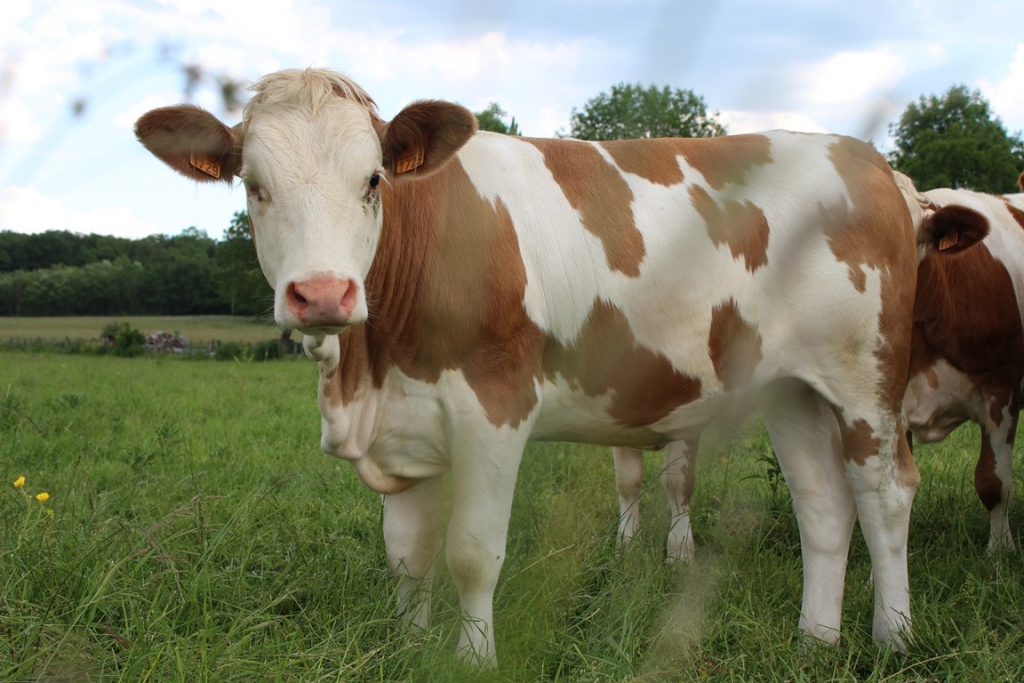 Simmental France | Fiche Animal