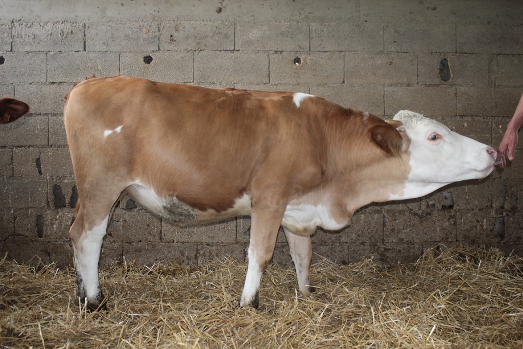 Simmental France | Fiche Animal