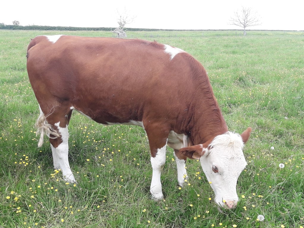 Simmental France | Fiche Animal