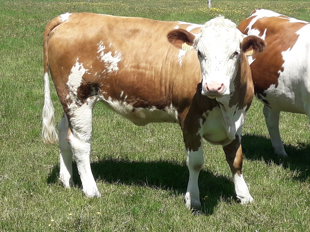 Simmental France | Fiche Animal