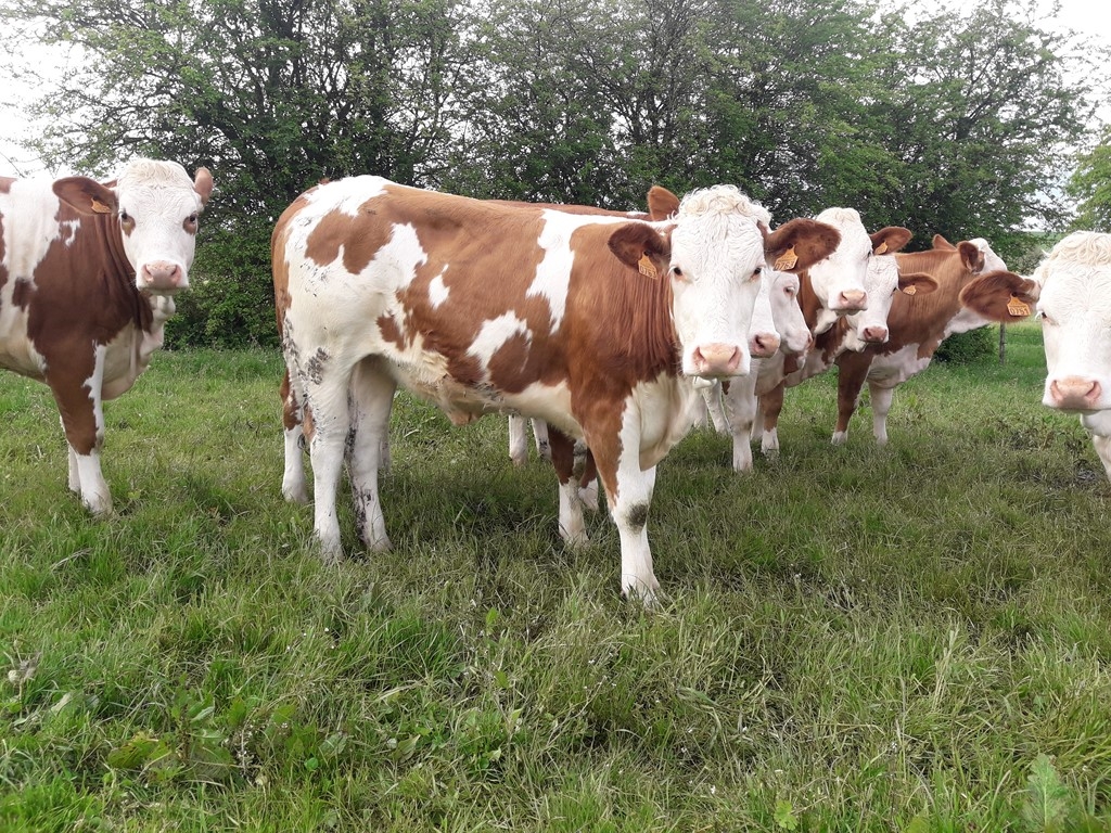 Simmental France | Fiche Animal