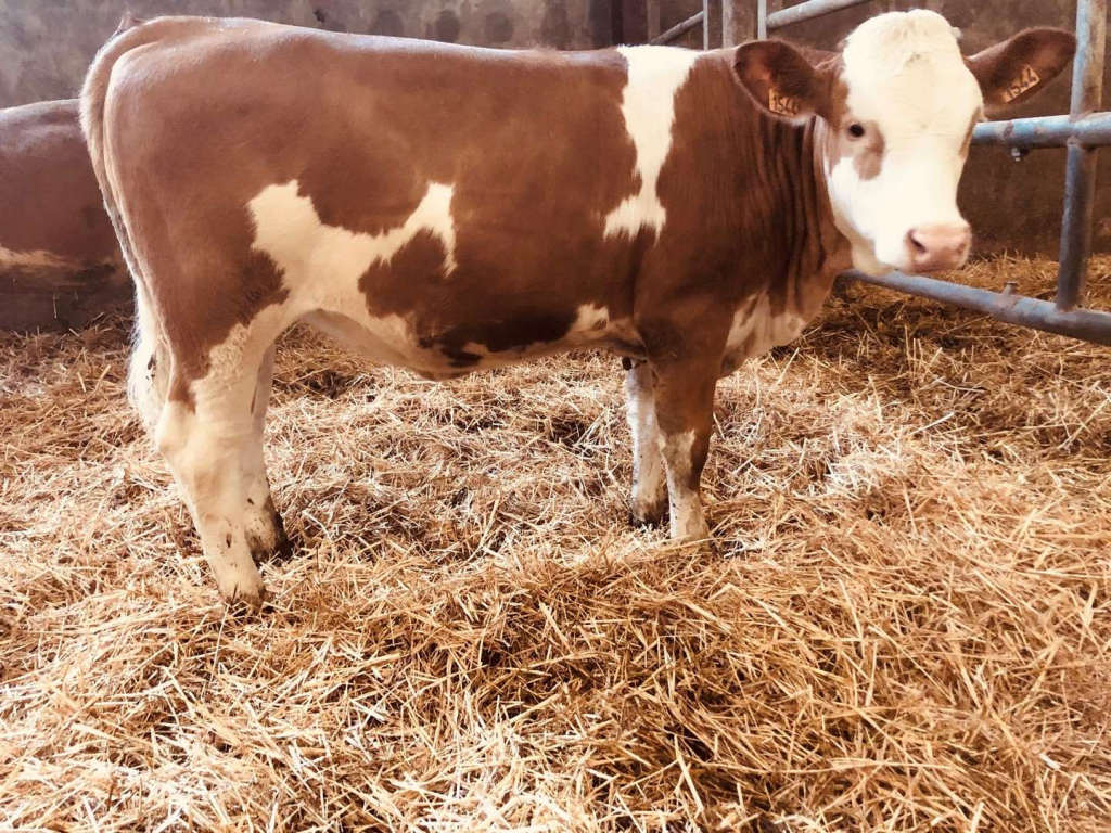 Simmental France | Fiche Animal