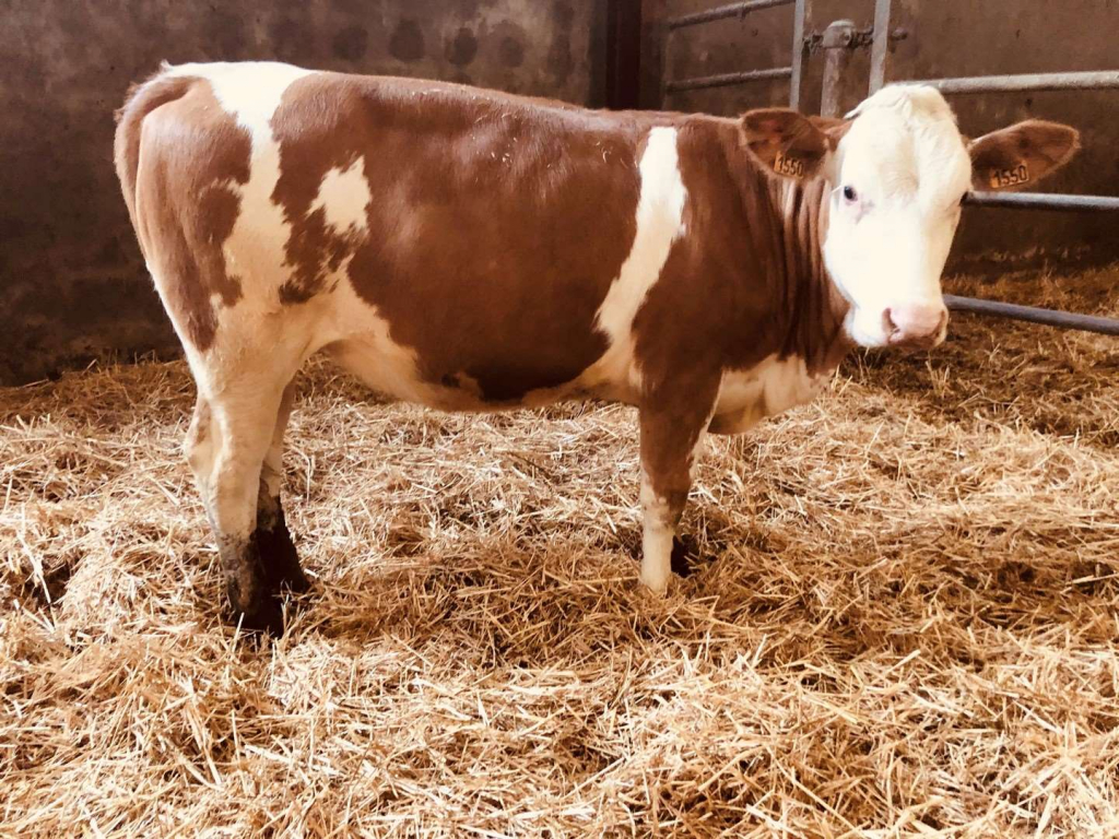 Simmental France | Fiche Animal