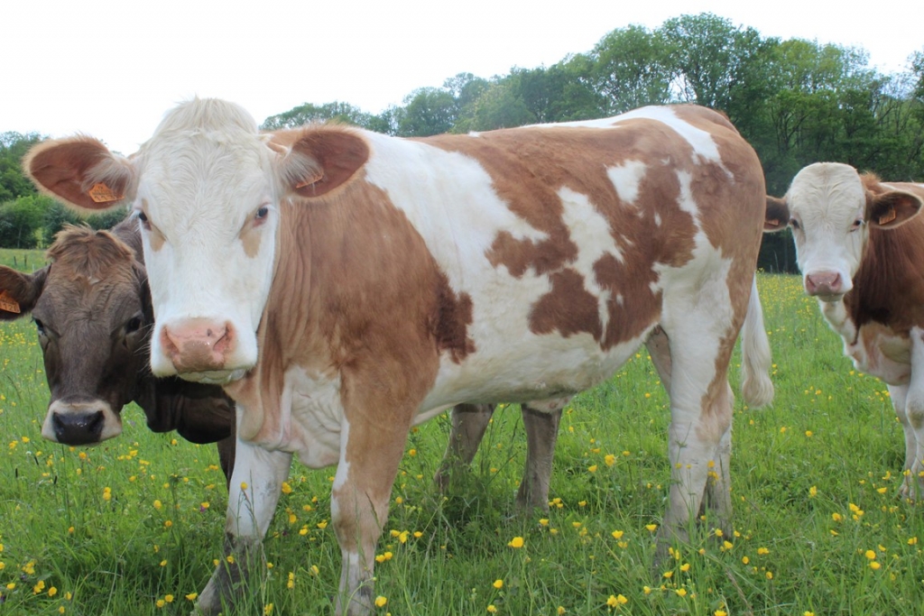 Simmental France | Fiche Animal