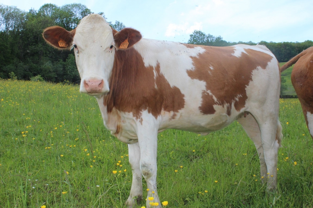 Simmental France | Fiche Animal
