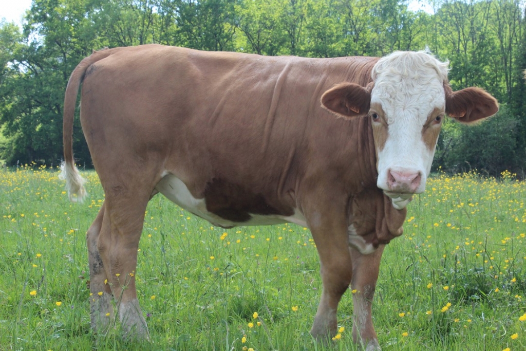 Simmental France | Fiche Animal