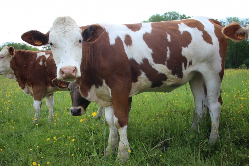 Simmental France | Fiche Animal