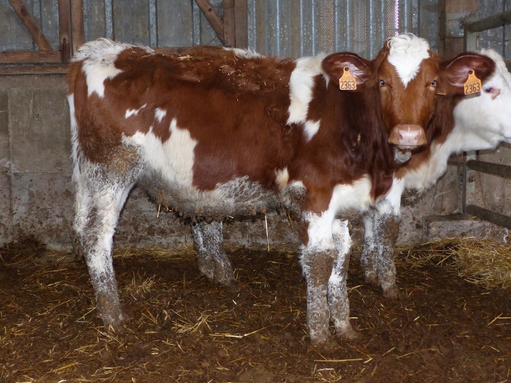 Simmental France | Fiche Animal