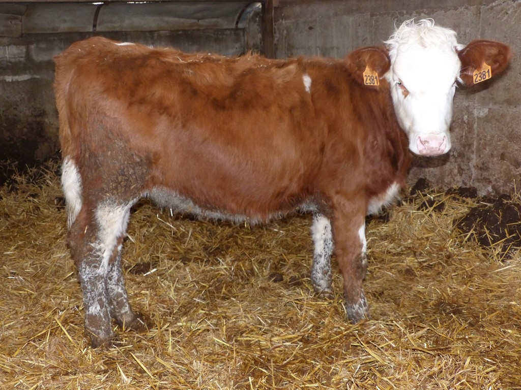 Simmental France | Fiche Animal