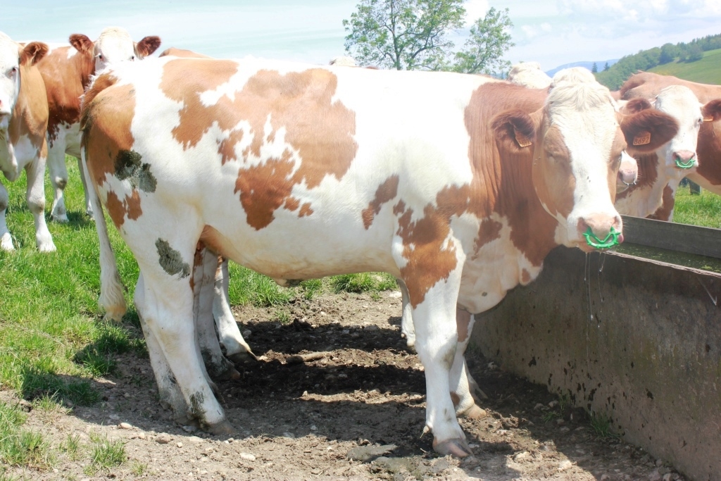 Simmental France | Fiche Animal