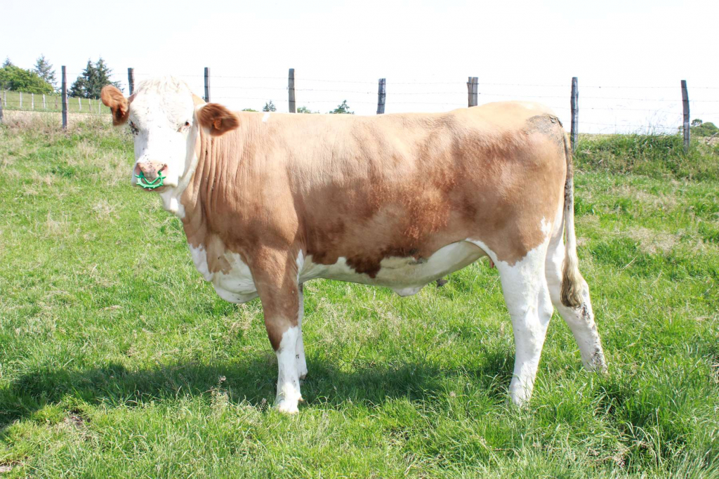 Simmental France | Fiche Animal