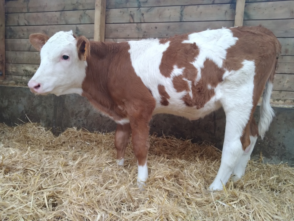 Simmental France | Fiche Animal