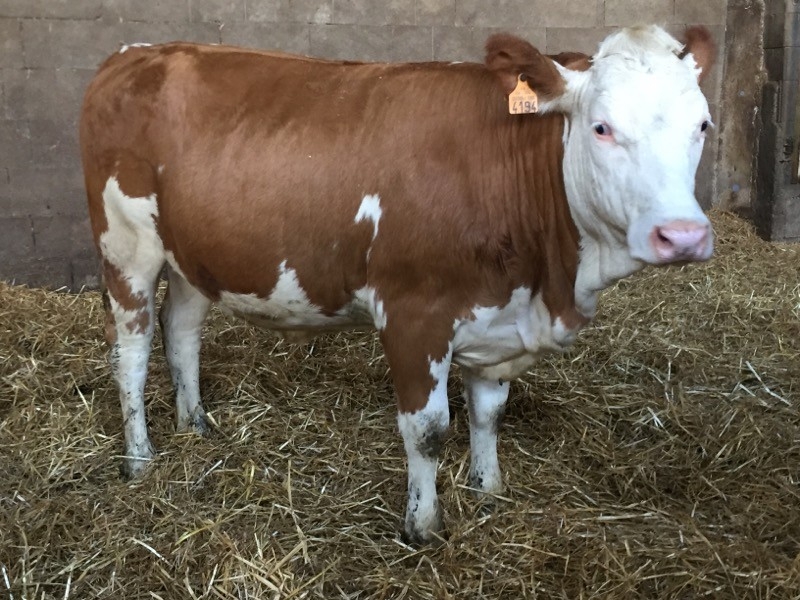 Simmental France | Fiche Animal