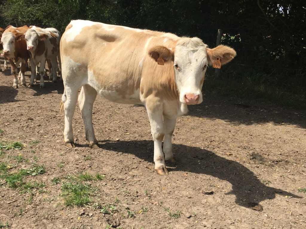 Simmental France | Fiche Animal