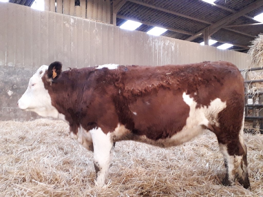 Simmental France | Fiche Animal