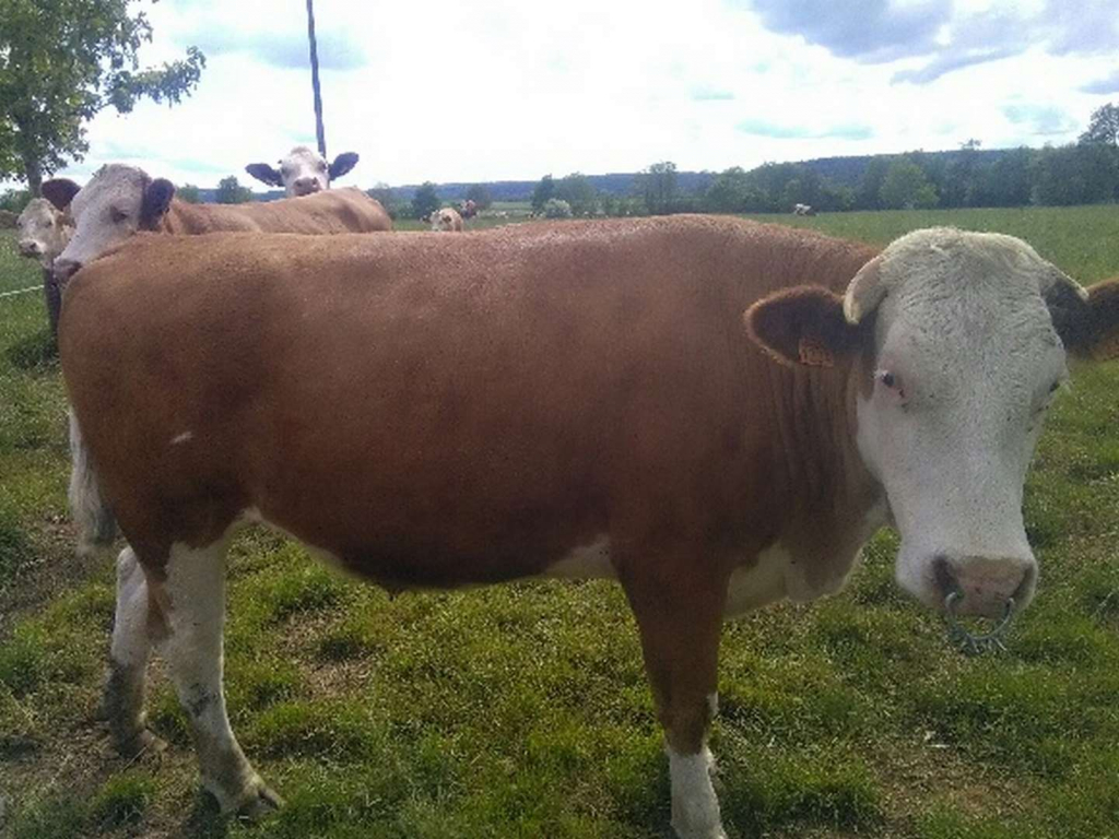 Simmental France | Fiche Animal