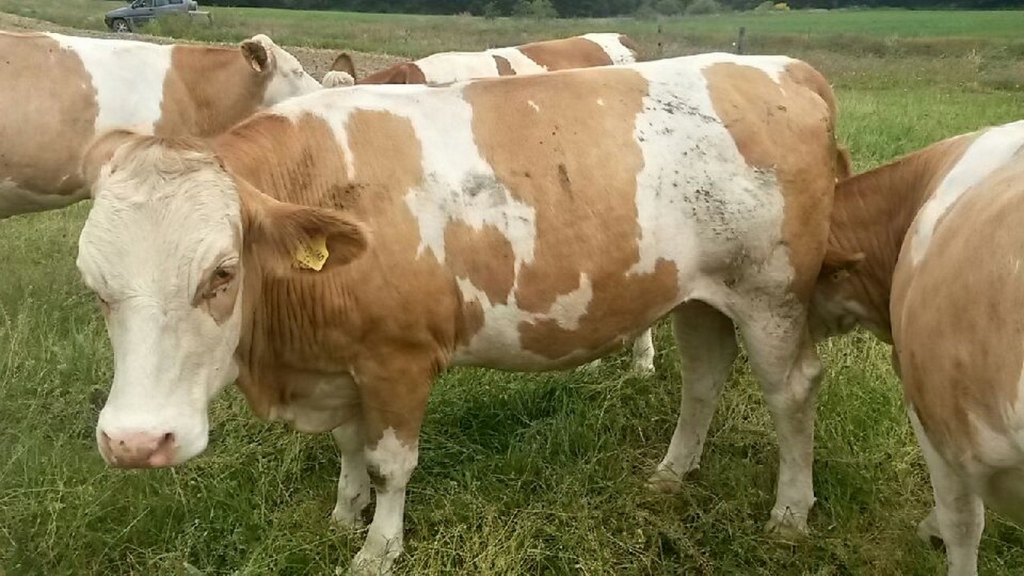 Simmental France | Fiche Animal