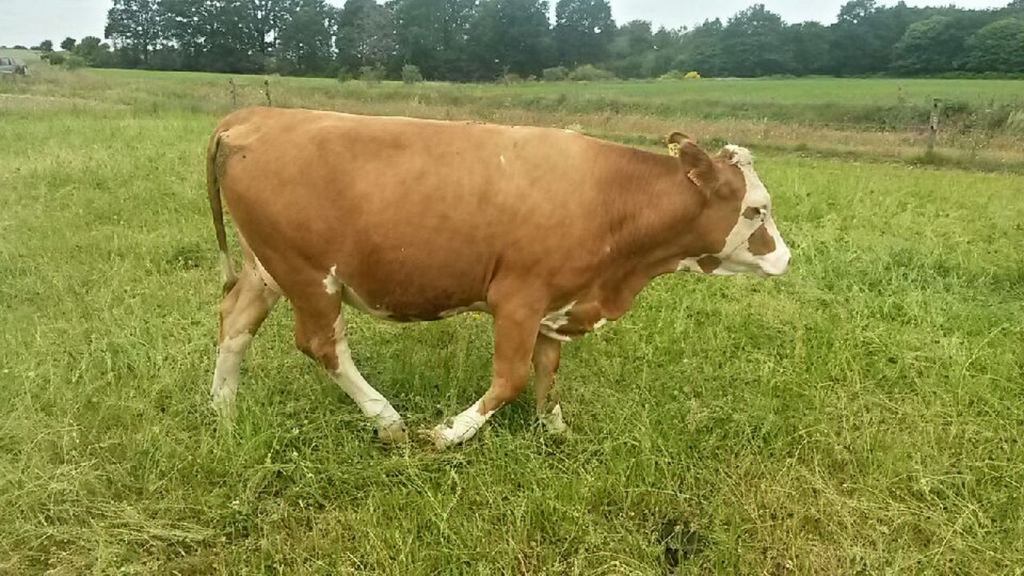 Simmental France | Fiche Animal