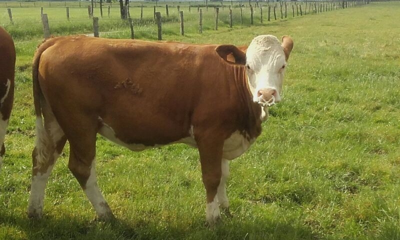 Simmental France | Fiche Animal