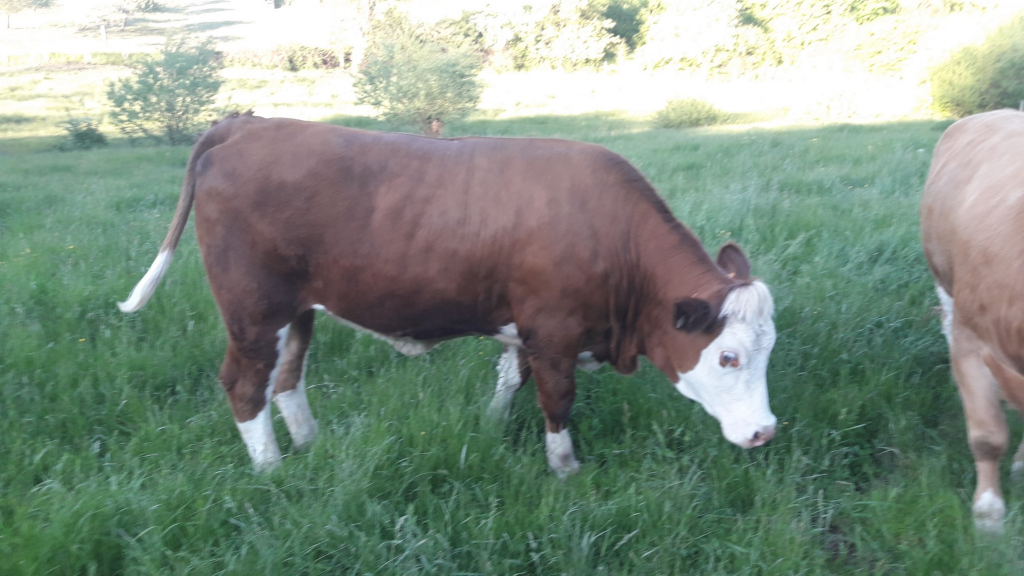 Simmental France | Fiche Animal