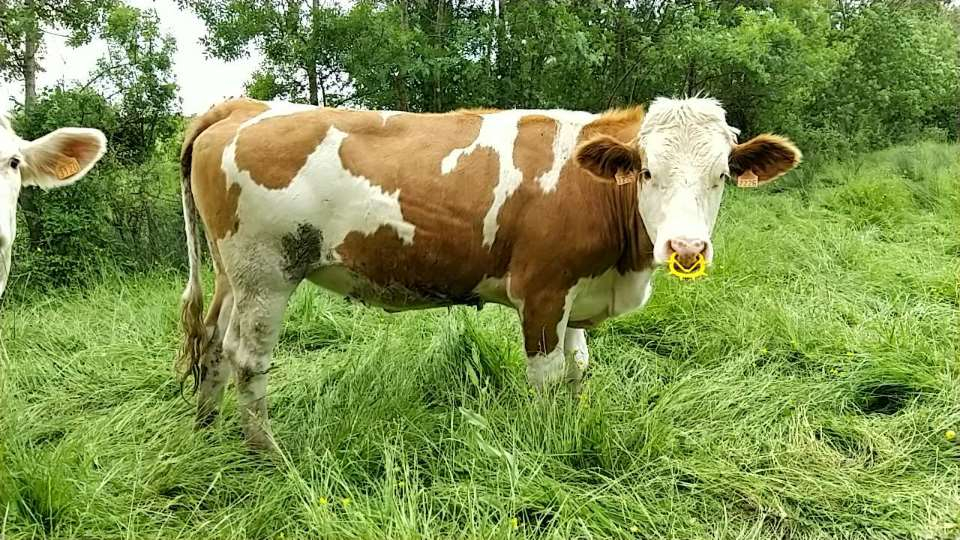 Simmental France | Fiche Animal