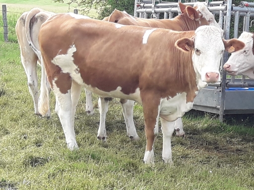 Simmental France | Fiche Animal