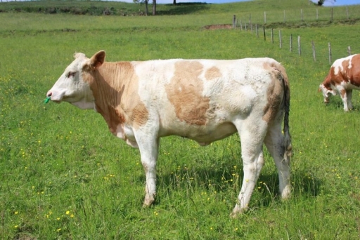 Simmental France | Fiche Animal