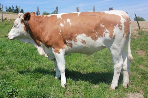 Simmental France | Fiche Animal