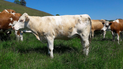 Simmental France | Fiche Animal