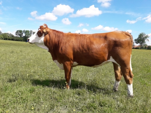 Simmental France | Fiche Animal