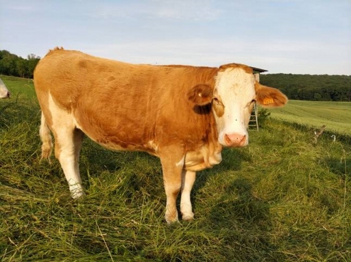 Simmental France | Fiche Animal