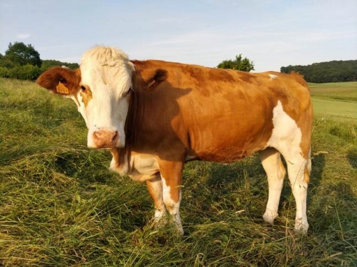 Simmental France | Fiche Animal