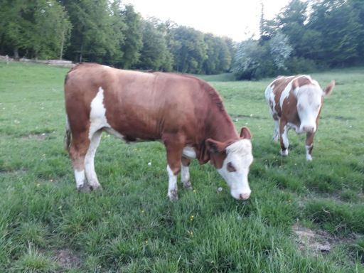 Simmental France | Fiche Animal