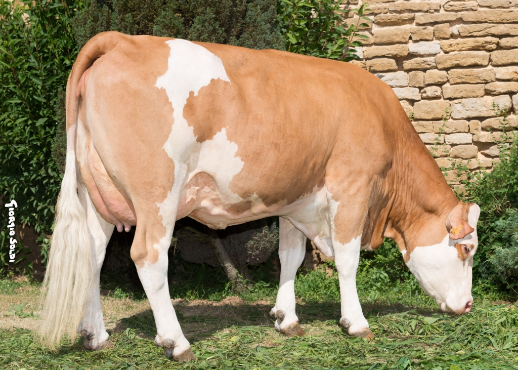 Simmental France | Fiches Taureaux