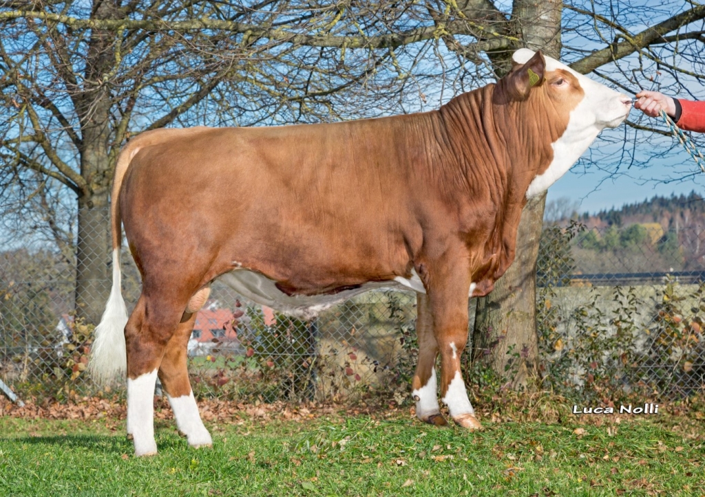 Simmental France | Fiches Taureaux