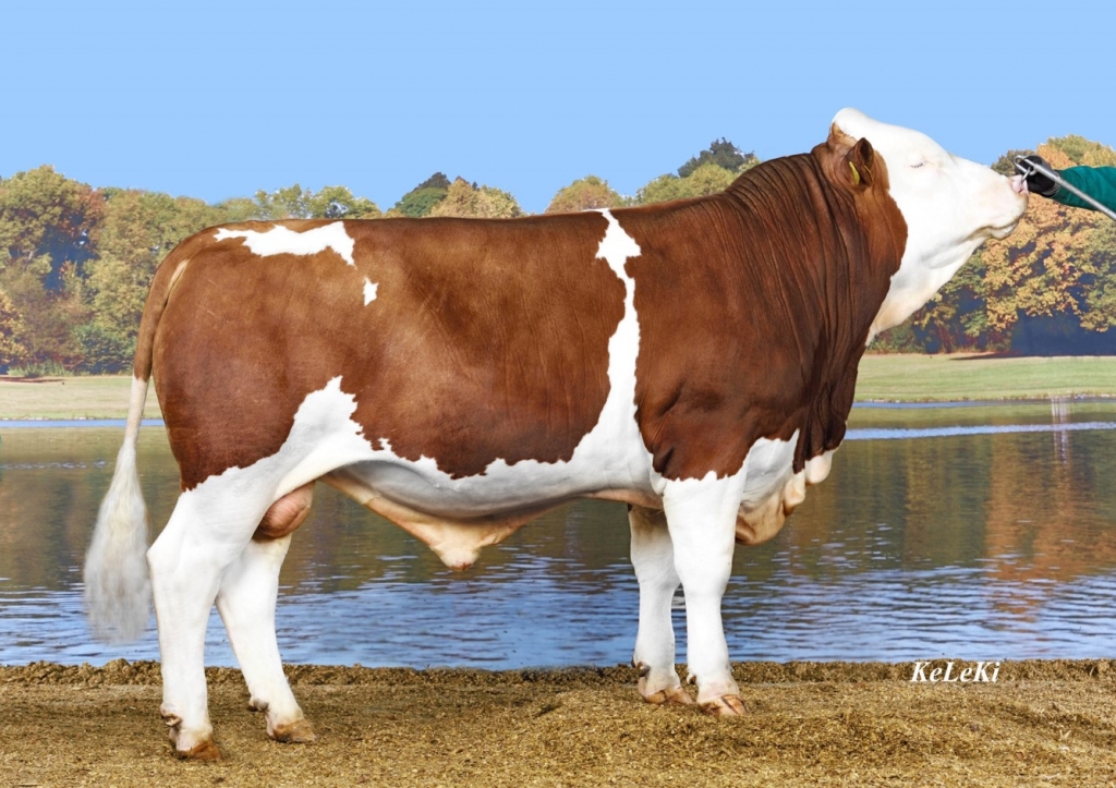 Simmental France | Fiches Taureaux