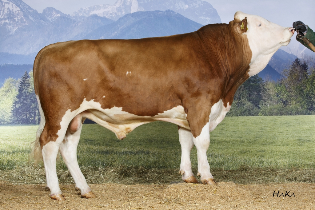 Simmental France | Fiches Taureaux
