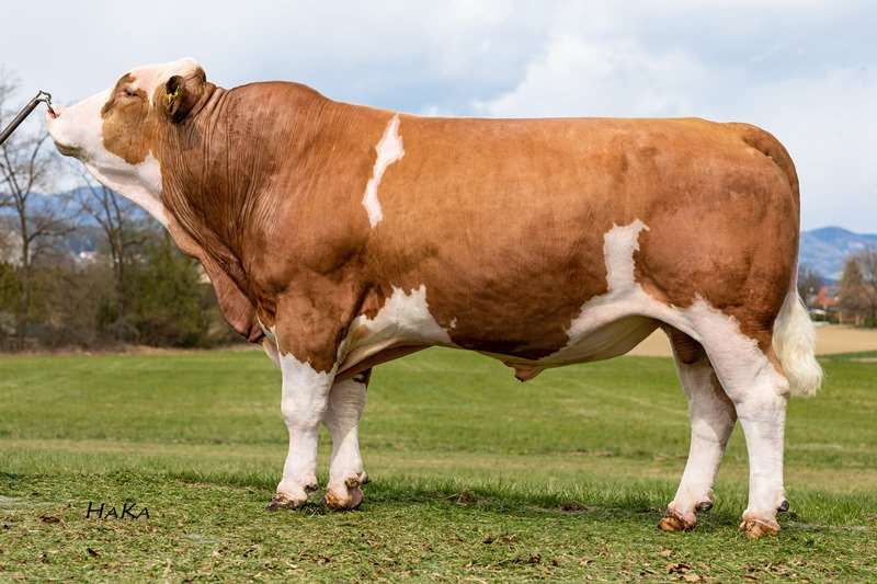 Simmental France | Fiches Taureaux