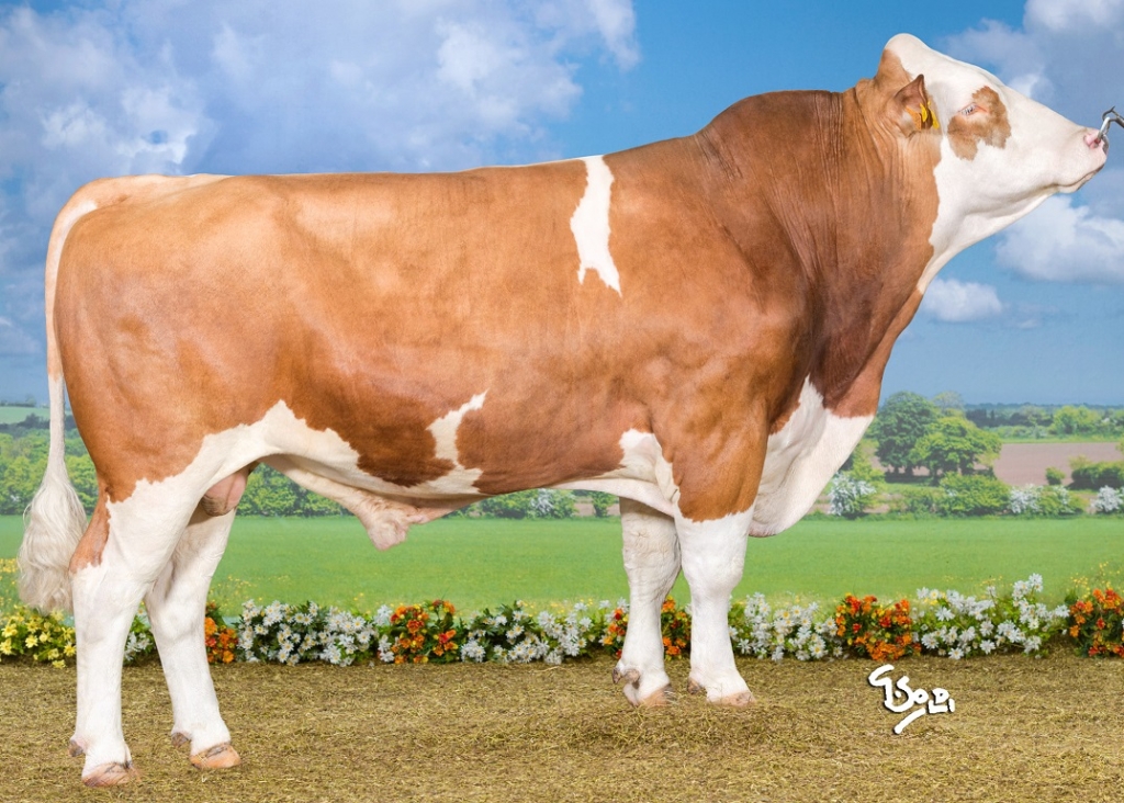 Simmental France | Fiches Taureaux