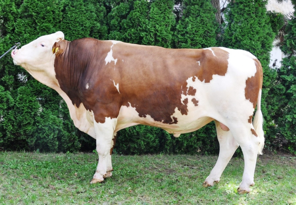 Simmental France | Fiches Taureaux