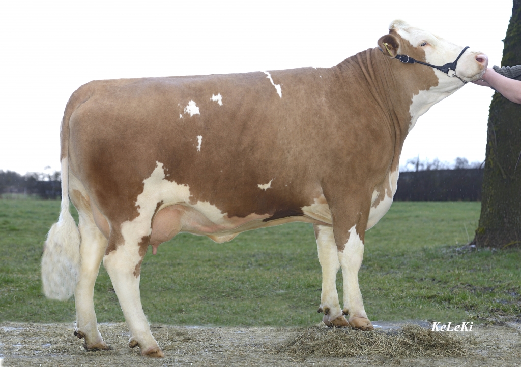 Simmental France | Fiches Taureaux