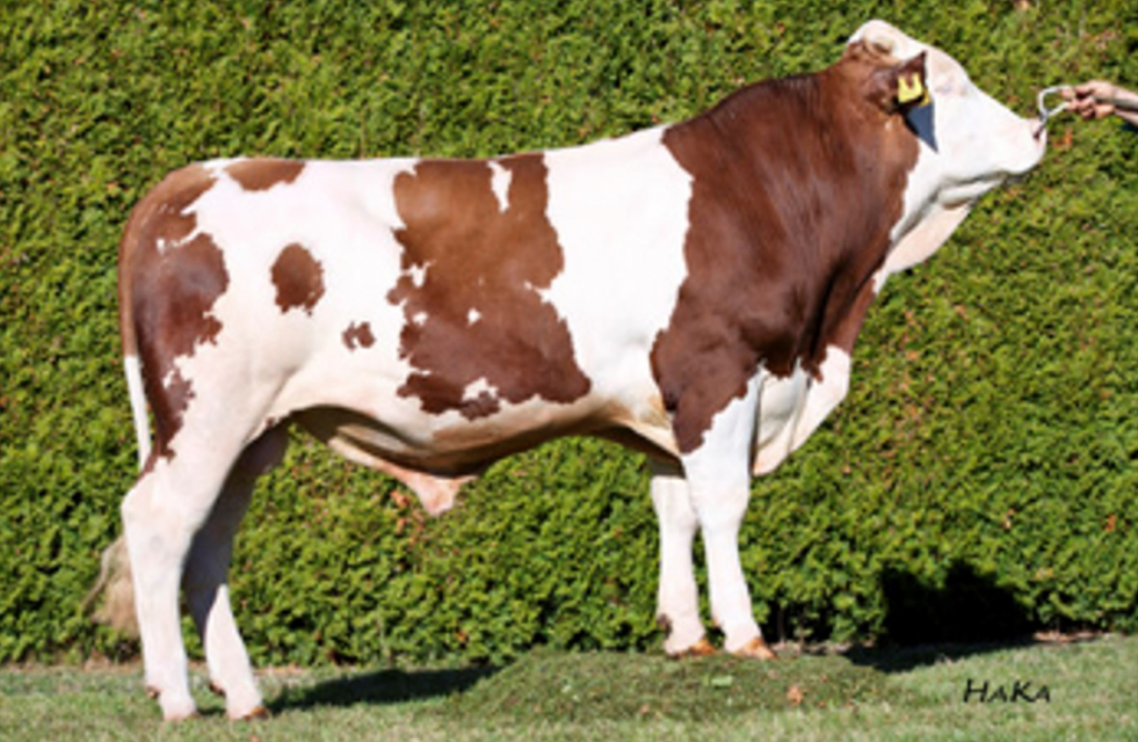 Simmental France | Fiches Taureaux